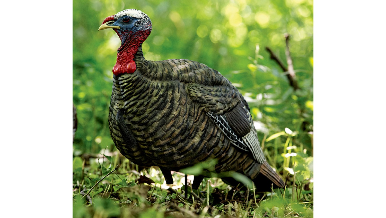 Avian X LCD Quarter-Strut Jake Turkey Decoy