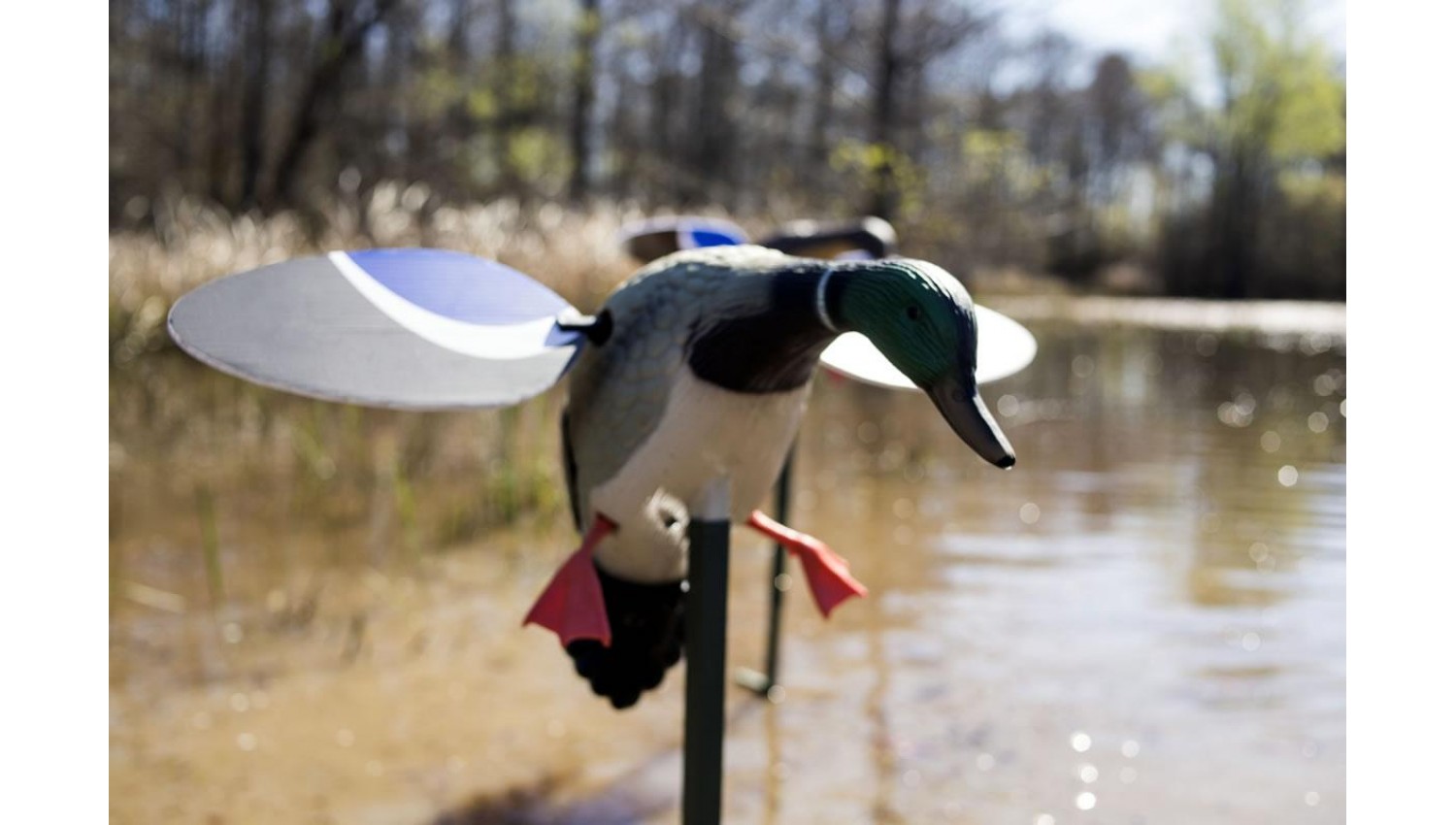 Mojo Outdoors Baby Mojo Drake Decoy